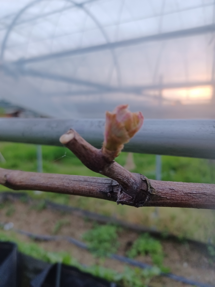 自宅ぶどう萌芽 - agrapeのブログ