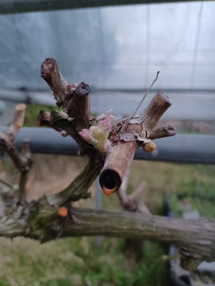 自宅ぶどう萌芽 - agrapeのブログ