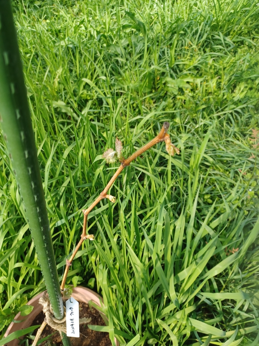 自宅、マスカットノワール、ゴールドフィンガー、マスカットビオレ、黄玉、萌芽 - agrapeのブログ