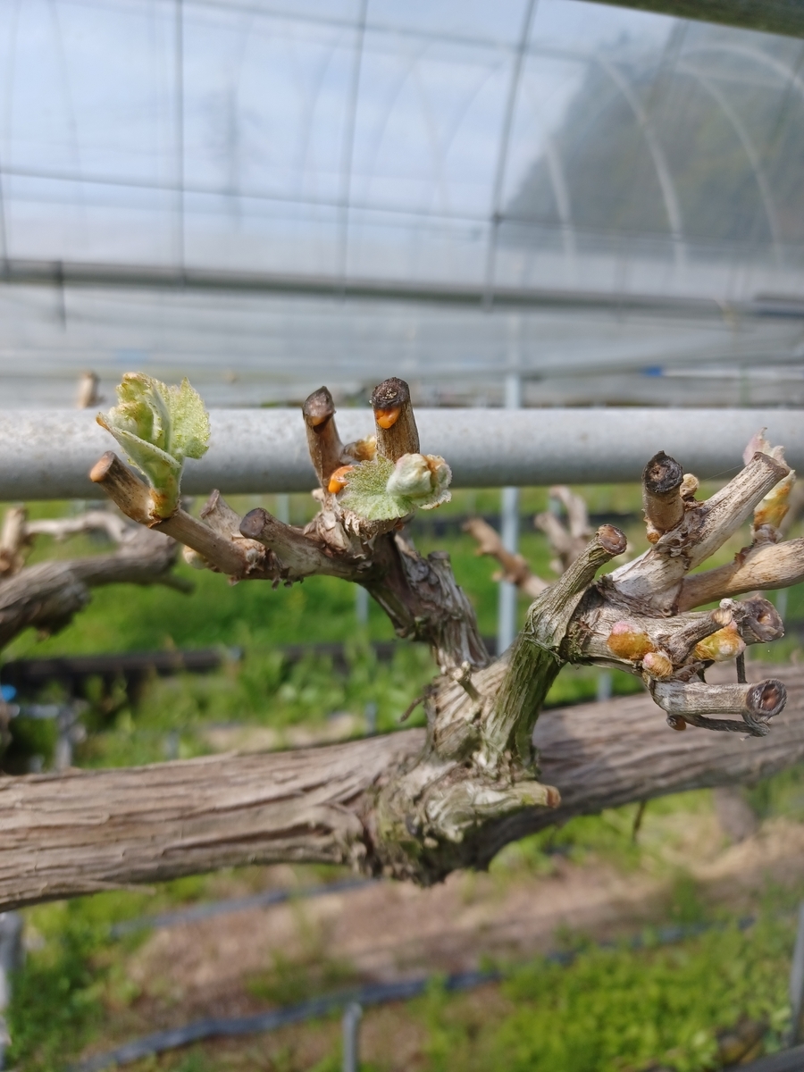 自宅、マスカットノワール、ゴールドフィンガー、マスカットビオレ、黄玉、萌芽 - agrapeのブログ