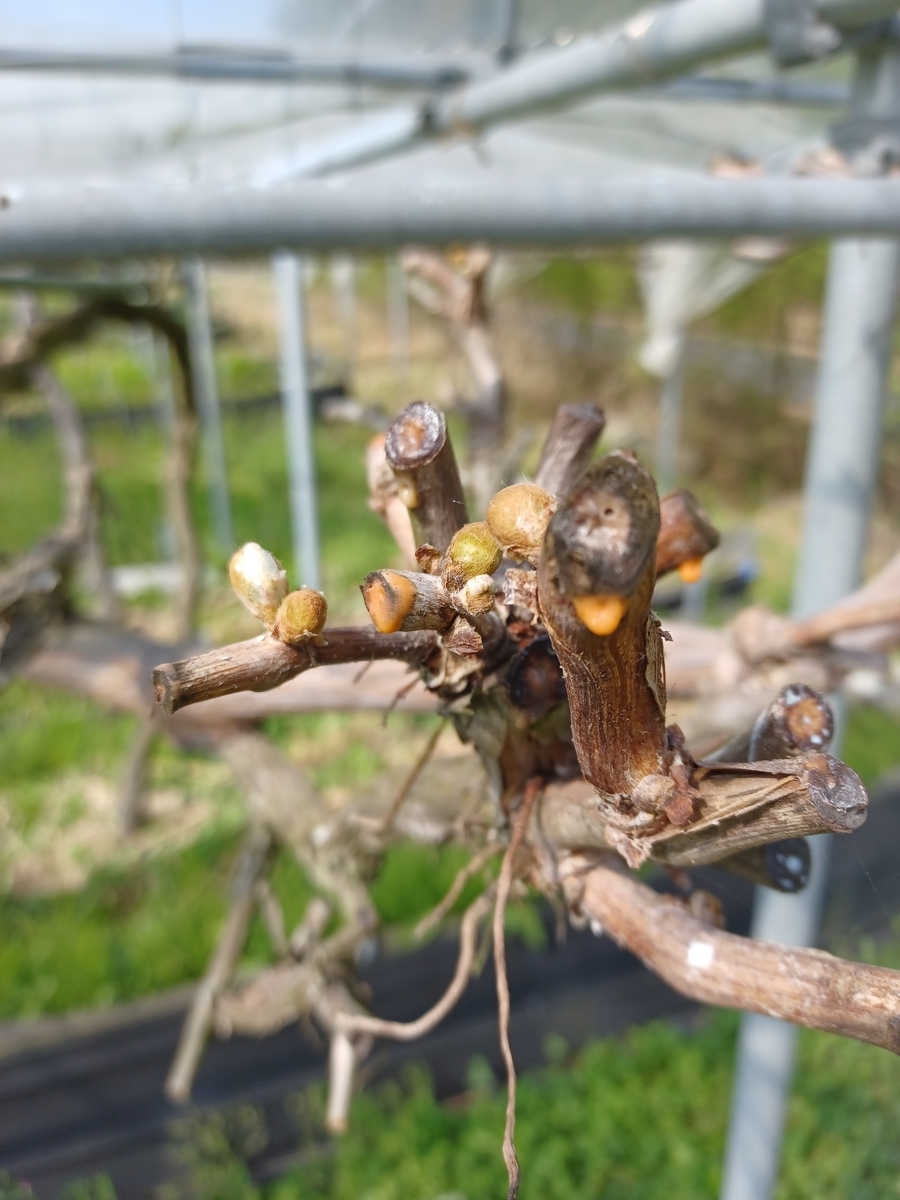 自宅、マスカットノワール、ゴールドフィンガー、マスカットビオレ、黄玉、萌芽 - agrapeのブログ