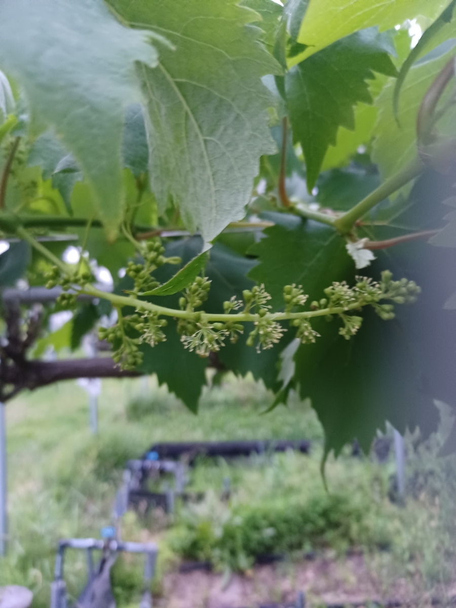 自宅シャインマスカット棚1、2、クイーンセブン、バイオレッドキング、ゴールドフィンガー開花 - agrapeのブログ