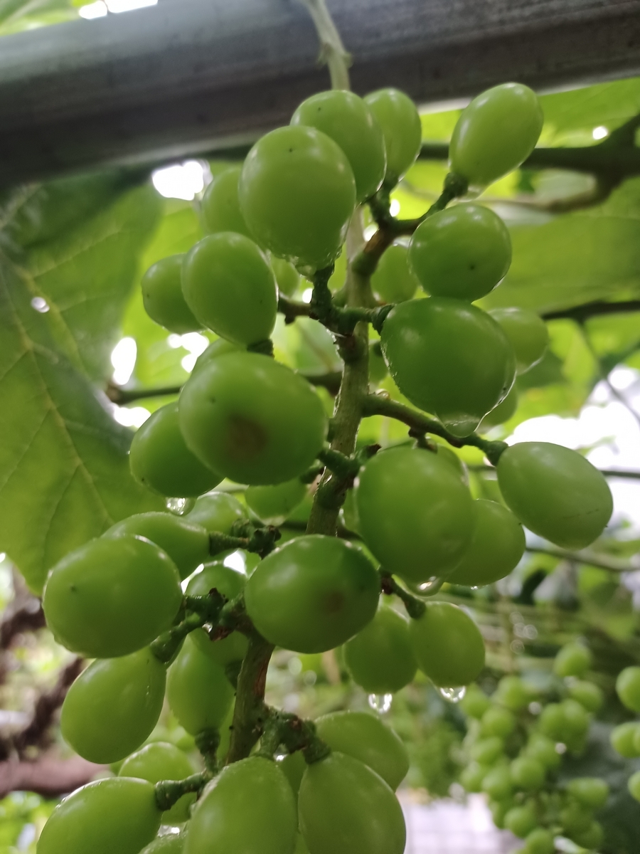 縮果症 - agrapeのブログ