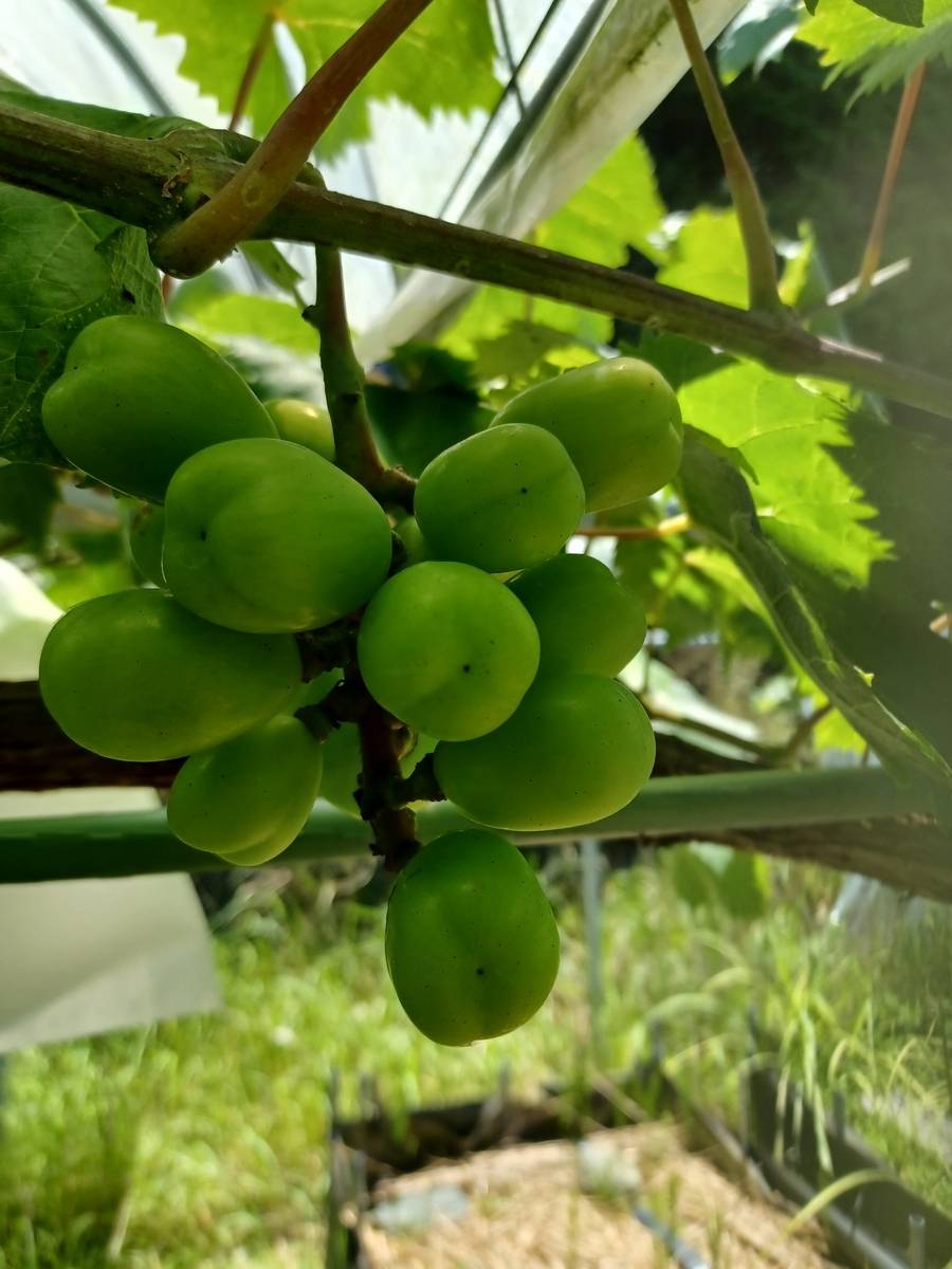 袋かけ - agrapeのブログ