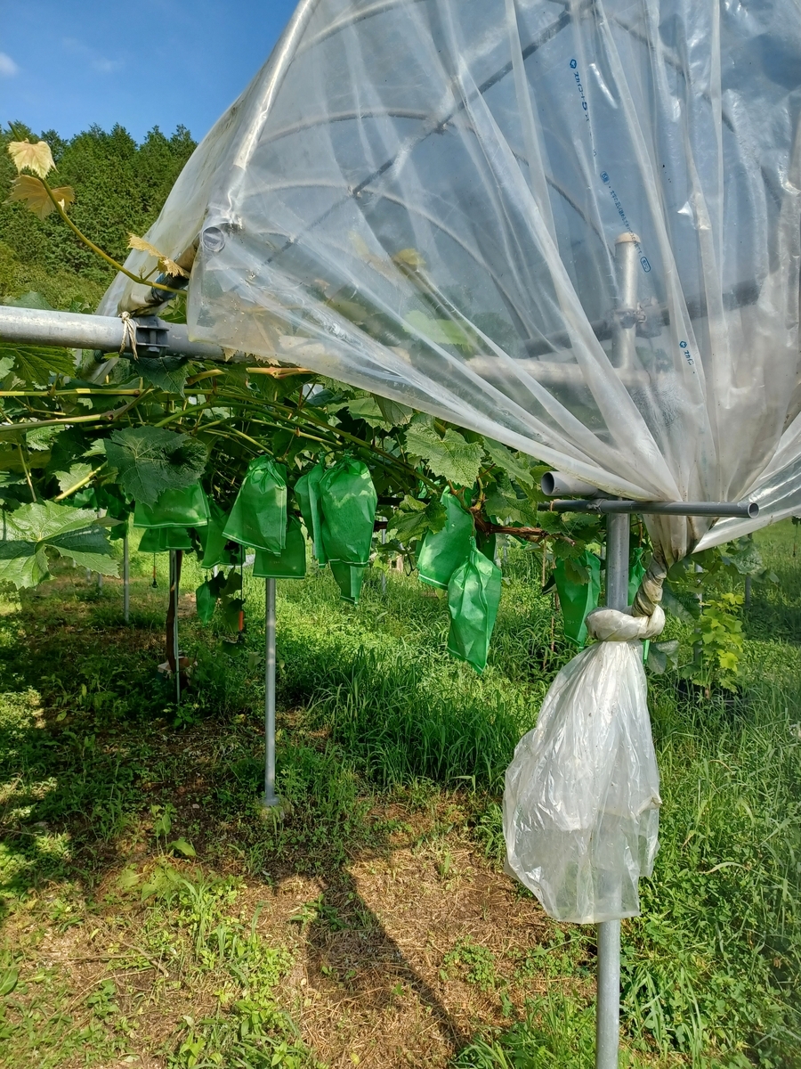 袋かけ - agrapeのブログ