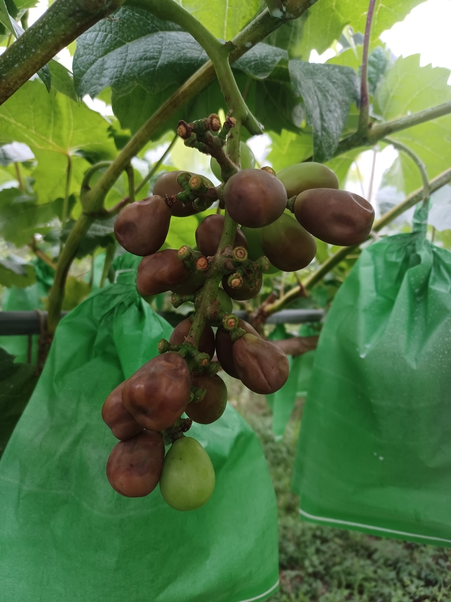 縮果症 - agrapeのブログ