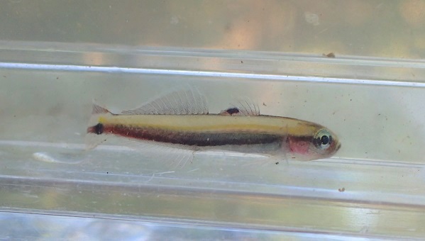 西表遠征2 ―シスコンコマキ - 鮒次郎のブログ