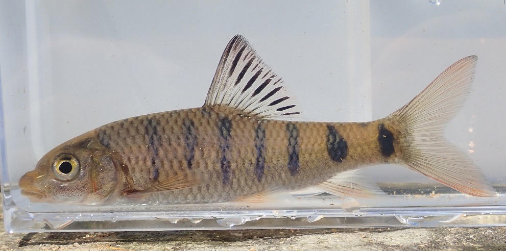 台湾遠征2 2020/2/24 - 鮒次郎のブログ