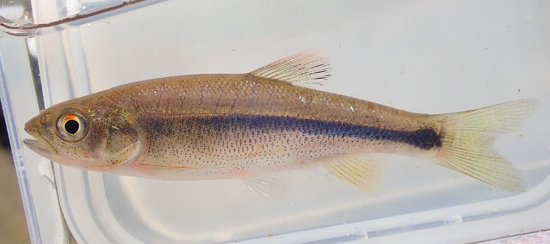 台湾遠征2 2020/2/24 - 鮒次郎のブログ