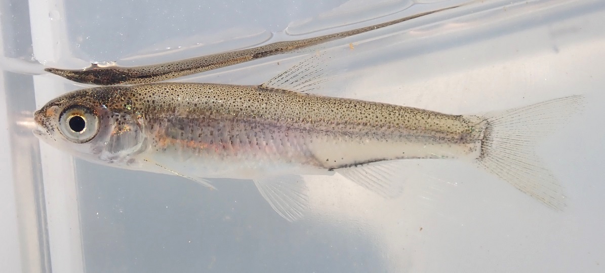 台湾遠征2 2020/2/24 - 鮒次郎のブログ