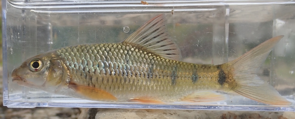 台湾遠征6 2020/2/28 - 鮒次郎のブログ