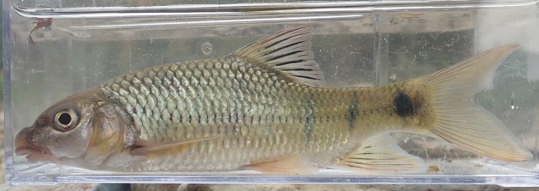 台湾遠征6 2020/2/28 - 鮒次郎のブログ