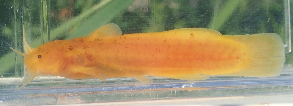 水棲生物調査＋α 2020/05 - 鮒次郎のブログ