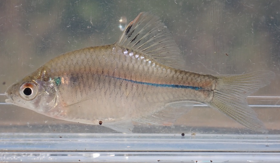 九州一周の旅2 2020/09/26 - 鮒次郎のブログ