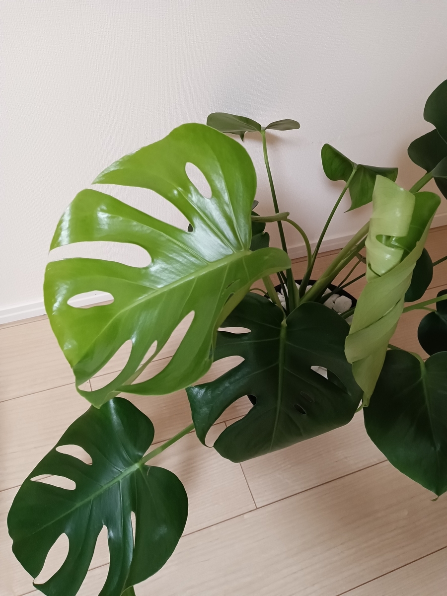 ハンバーグ - 素直な天邪鬼