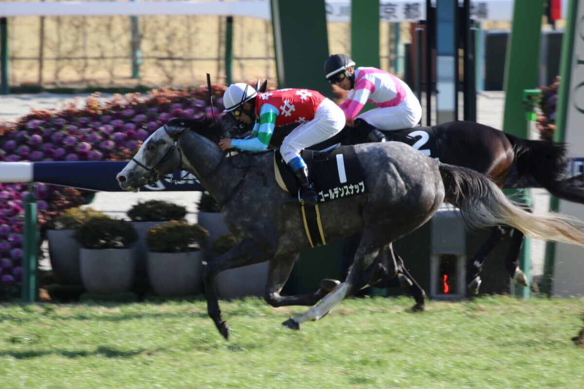 【カメラ撮影】京都競馬場へ行ってきました - albatrusのブログ