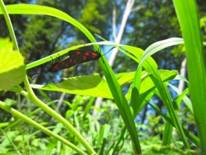 個別「20140706131319」の写真、画像 - alexander-kumi's fotolife