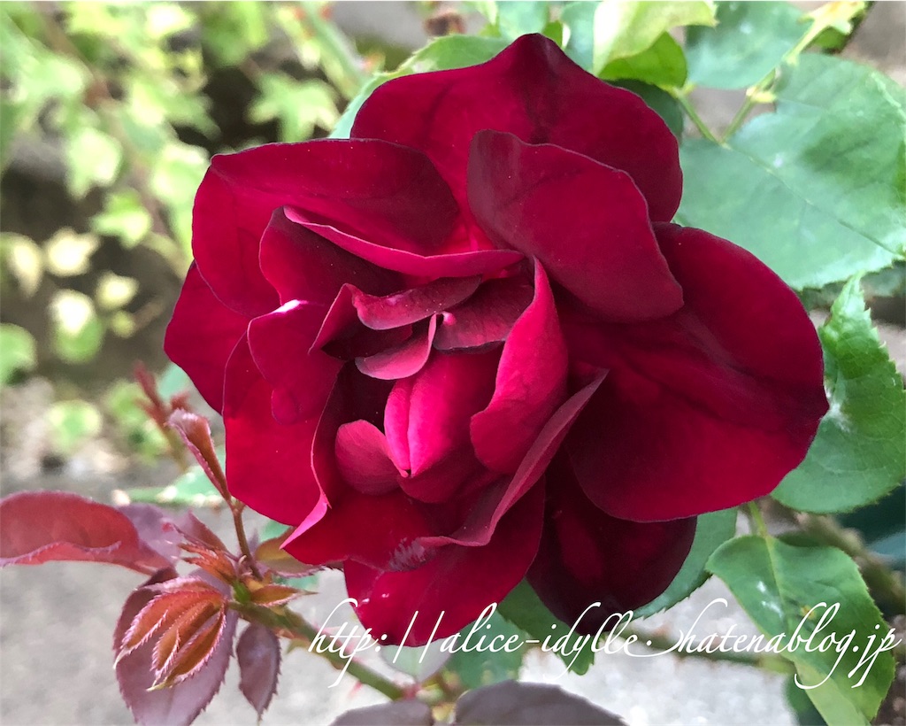 【庭】Rosa " Louis XIV " - 物花事