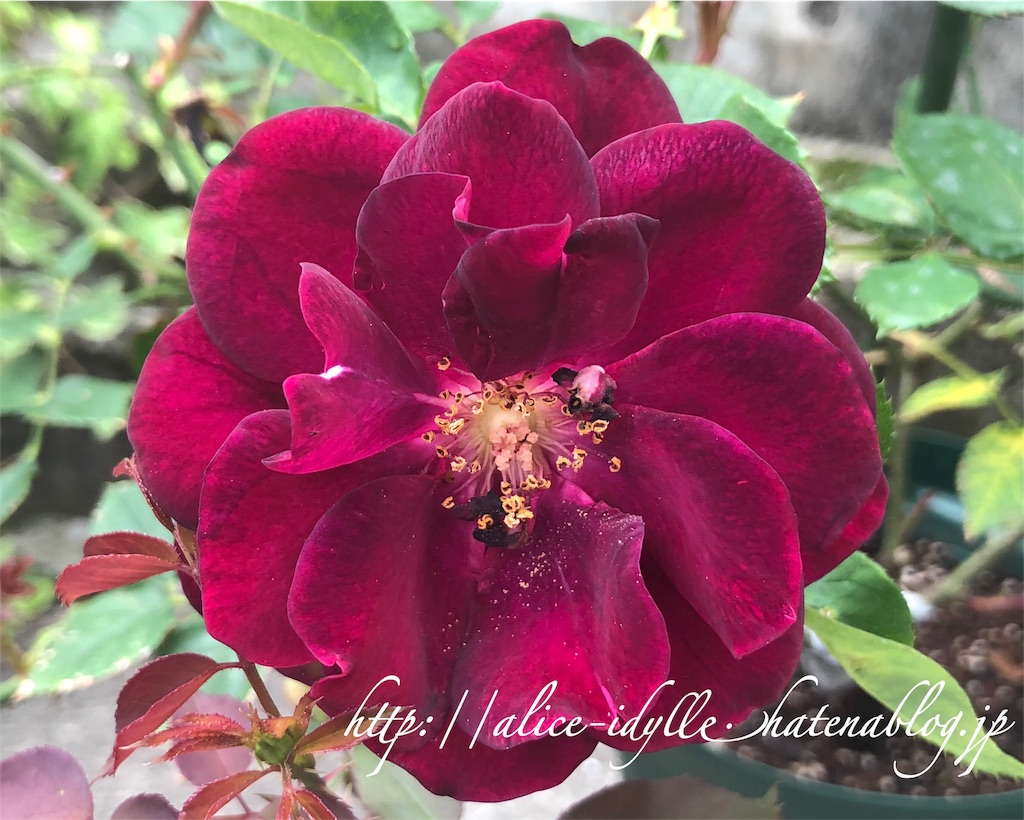 【庭】Rosa " Louis XIV " - 物花事