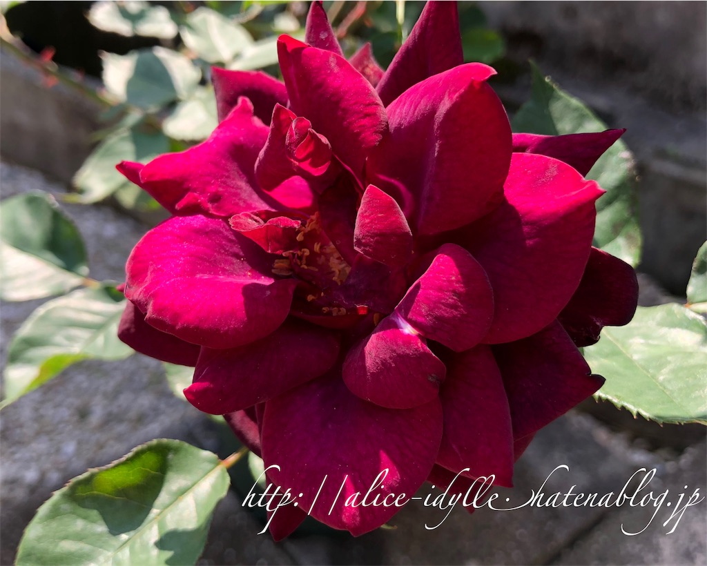 【庭】Rosa " Louis XIV " - 物花事