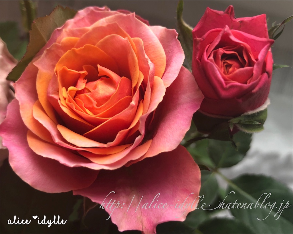 【庭】Rosa.min " Napoli Forever " - 物花事