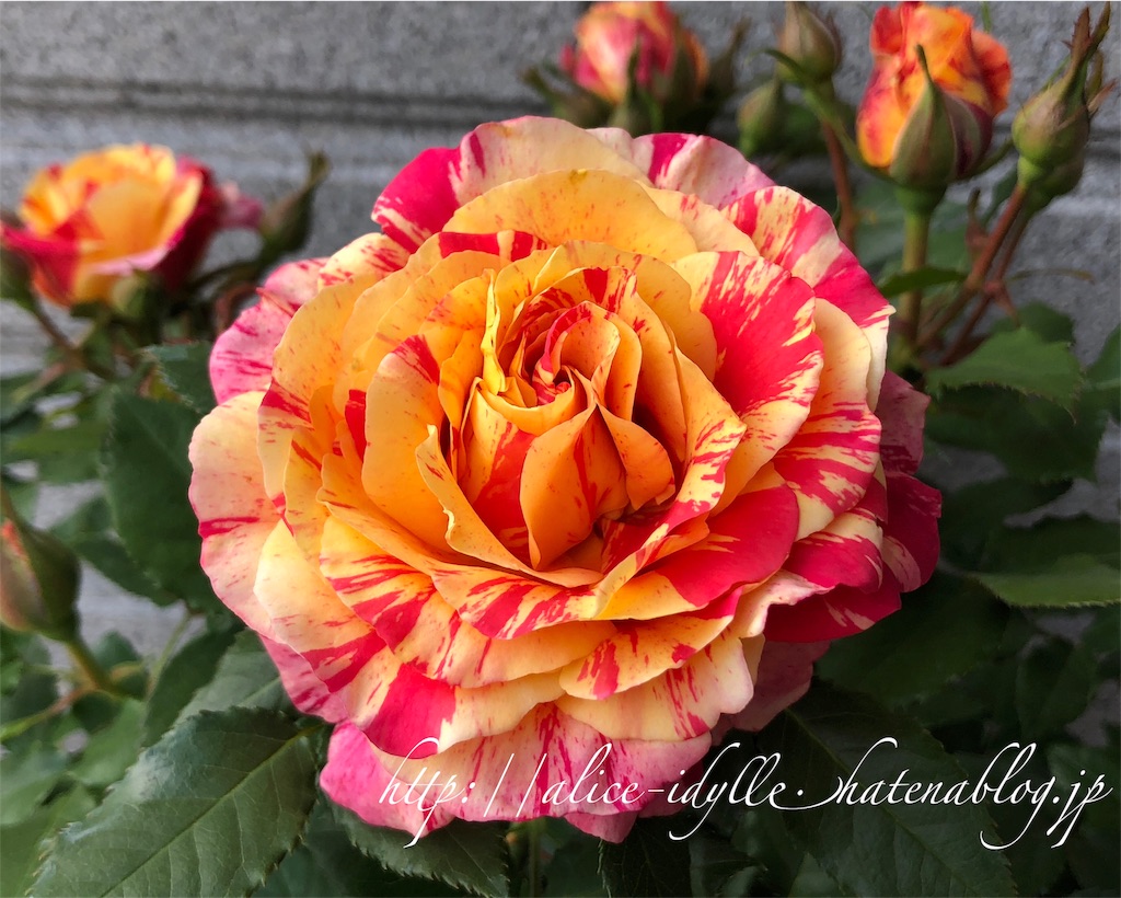 【庭】Rosa.min " Hocus Pocus Kordana " - 物花事