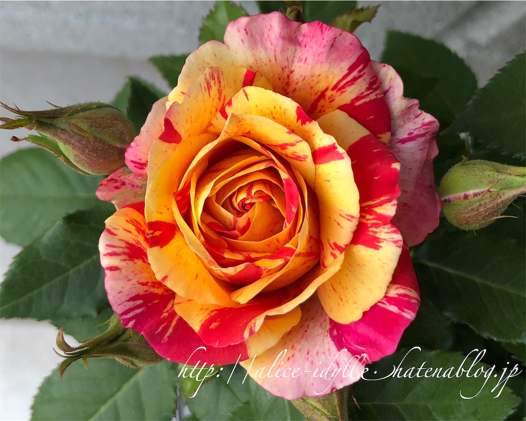 【庭】Rosa.min " Hocus Pocus Kordana " - 物花事