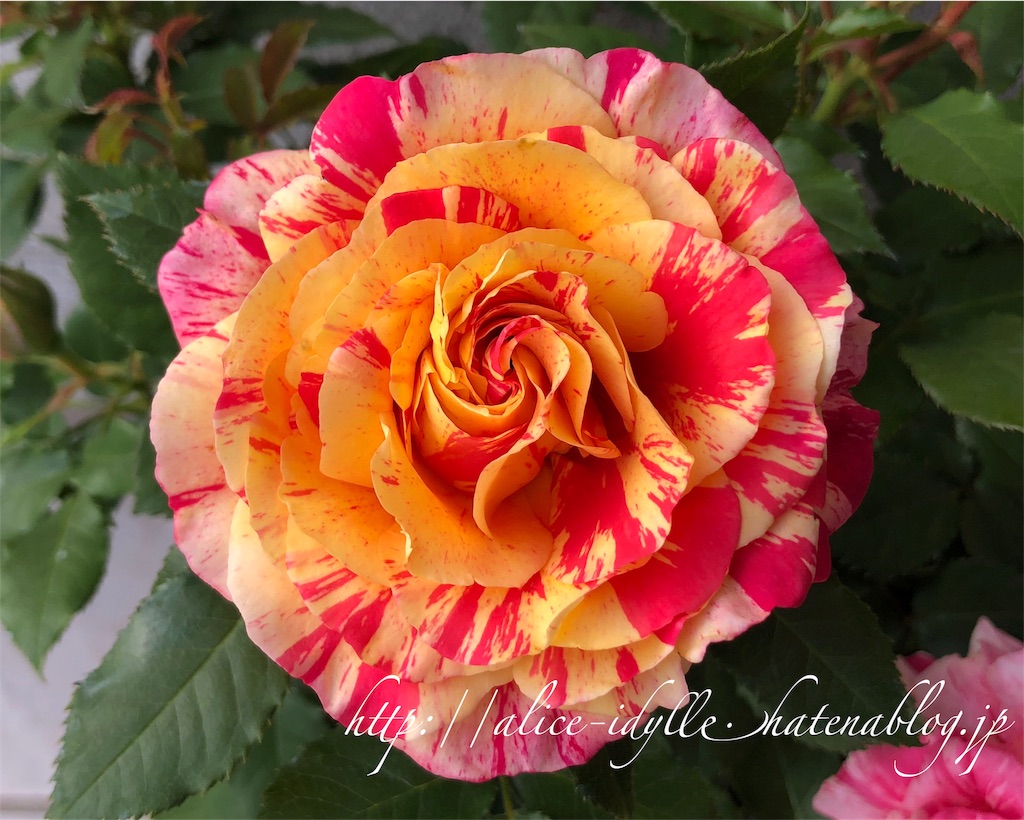 【庭】Rosa.min " Hocus Pocus Kordana " - 物花事