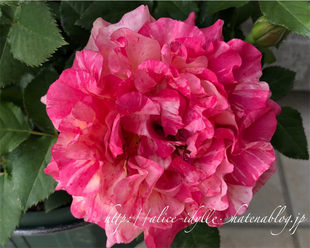 【庭】Rosa.min " Hocus Pocus Kordana " - 物花事