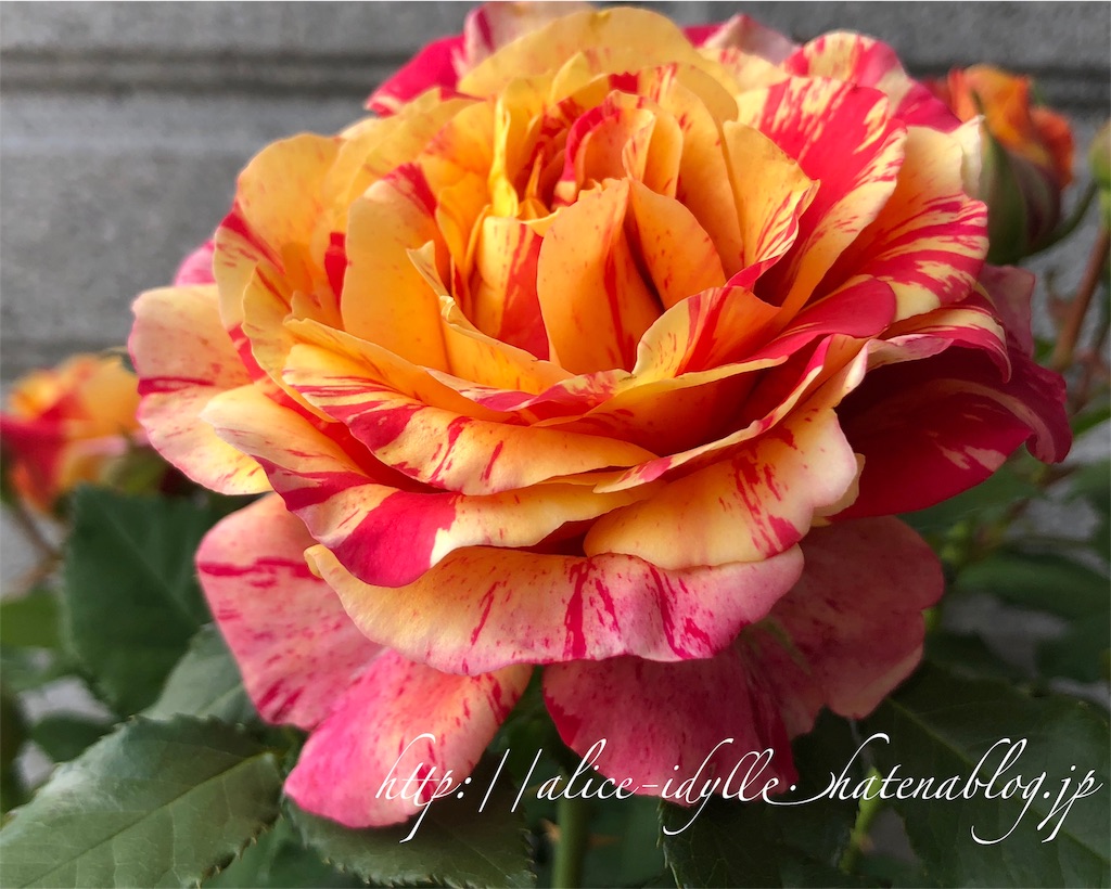 【庭】Rosa.min " Hocus Pocus Kordana " - 物花事