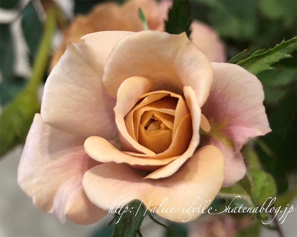 【庭】Rosa.min " Moka " - 物花事