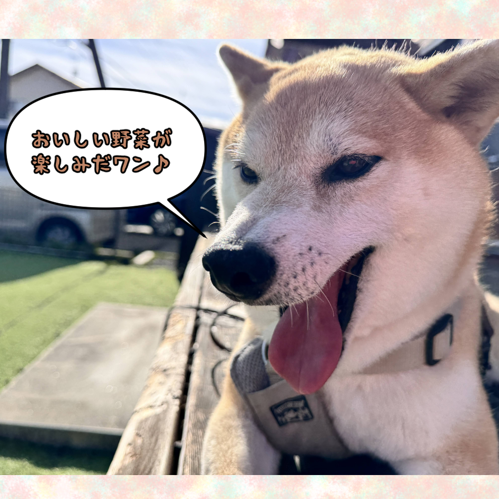 今年は家庭菜園に初挑戦！ - しもしもさん家のブログ