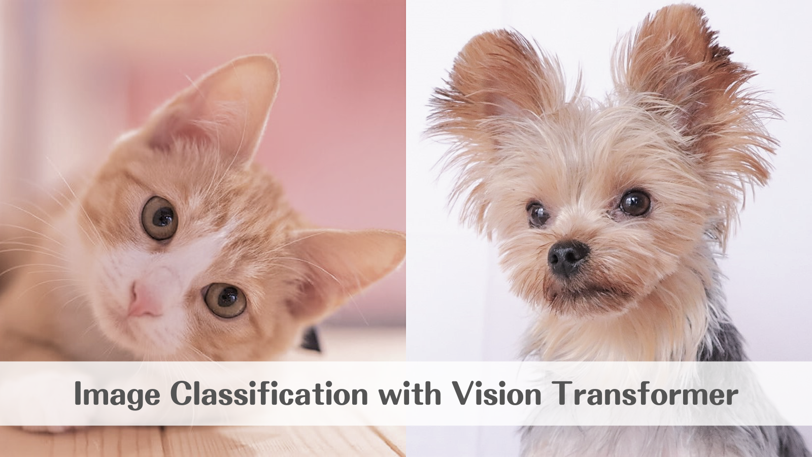 【入門】Vision Transformerによる画像分類 - Amaru Note