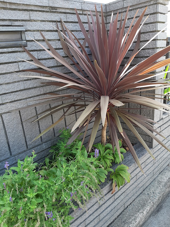 ペチュニアアマゾネス＆コルジニレ ベリー摘み - りりのあみはな日記