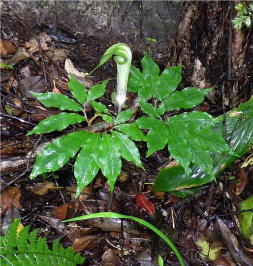 Arisaema heterocephalum - Amitostigma’s blog