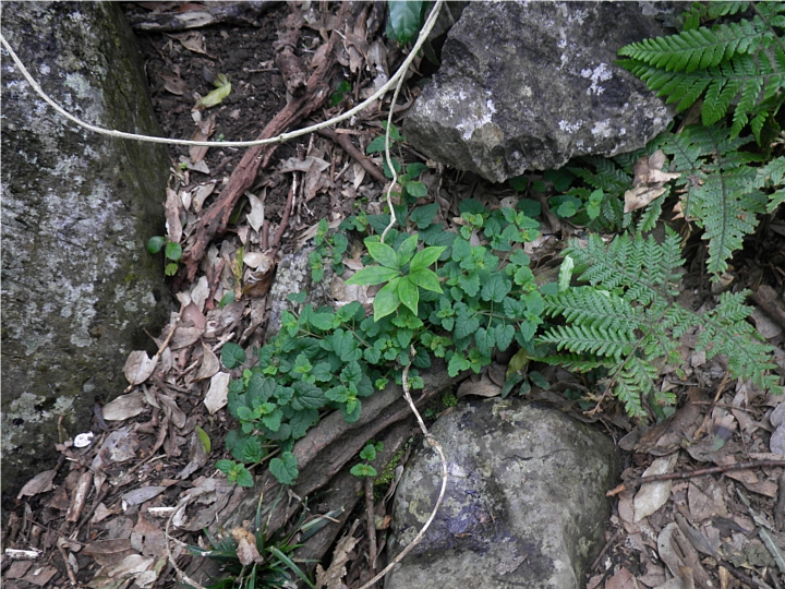 Arisaema heterocephalum subsp. okinawense - Amitostigma’s blog