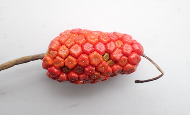 Arisaema heterocephalum subsp. okinawense - Amitostigma’s blog