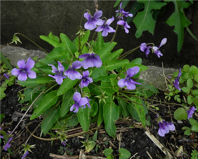 Viola yedoensis var. pseudo-japonica - Amitostigma’s blog