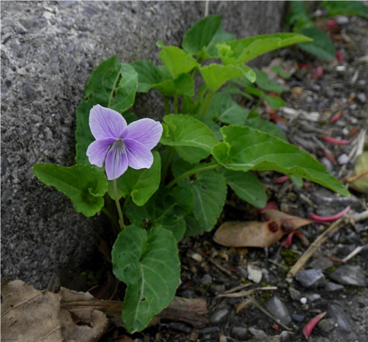 Viola yedoensis var. pseudo-japonica - Amitostigma’s blog