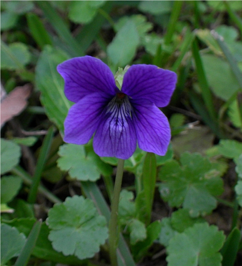 Viola yedoensis var. pseudo-japonica - Amitostigma’s blog