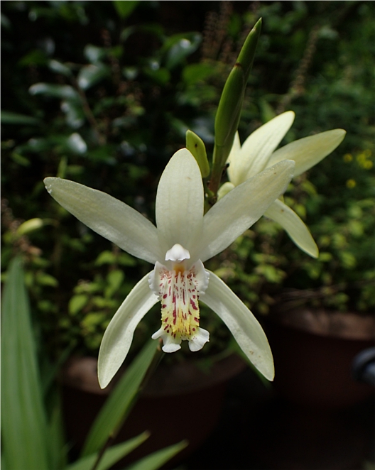 Bletilla sp. - Amitostigma’s blog