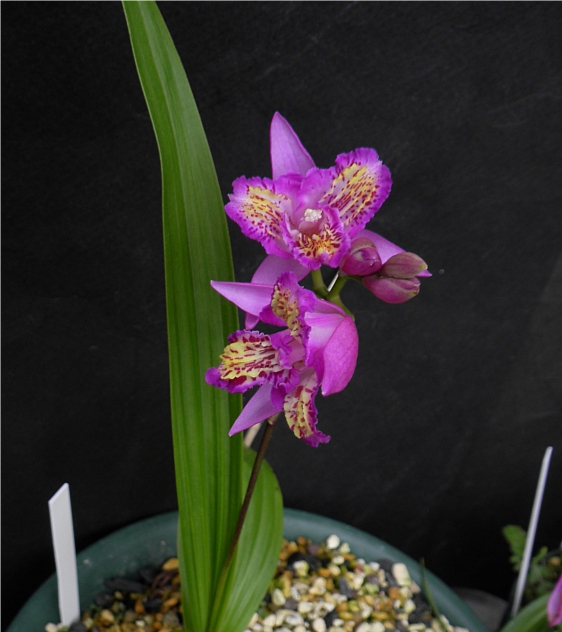 Bletilla striata 'Tri-Lips' - Amitostigma’s blog