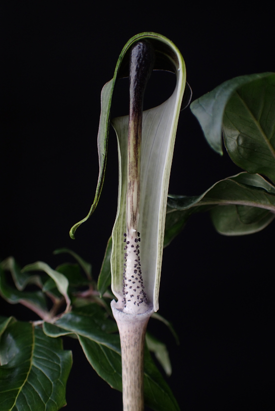 Arisaema heterocephalum subsp. okinawense. - Amitostigma’s blog