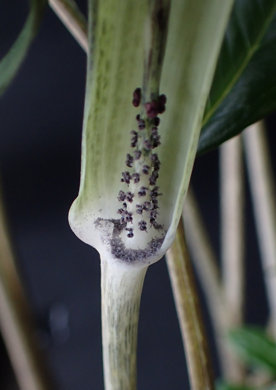 Arisaema heterocephalum subsp. okinawense. - Amitostigma’s blog