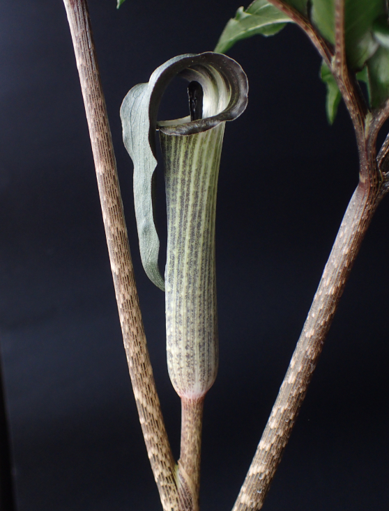 Arisaema heterocephalum subsp. okinawense. - Amitostigma’s blog