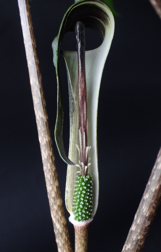 Arisaema heterocephalum subsp. okinawense. - Amitostigma’s blog