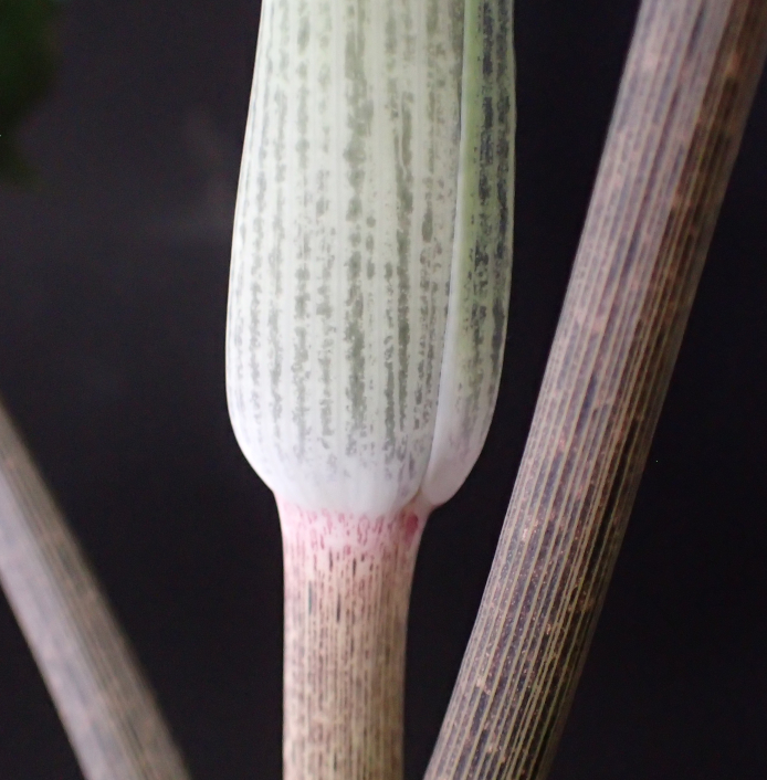 Arisaema heterocephalum subsp. okinawense. - Amitostigma’s blog