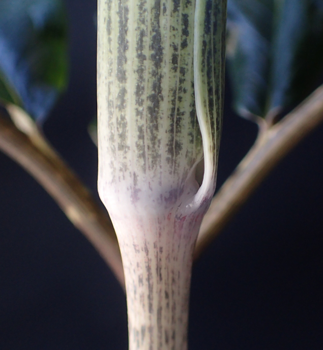 Arisaema heterocephalum subsp. okinawense. - Amitostigma’s blog