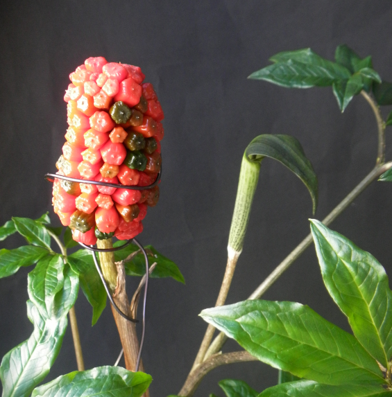 Arisaema heterocephalum subsp. okinawense. - Amitostigma’s blog