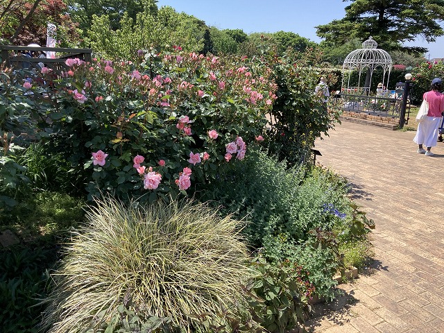 京成バラ園、春バラの満開を楽しんできました！ - ズボラな週末ガーデニング